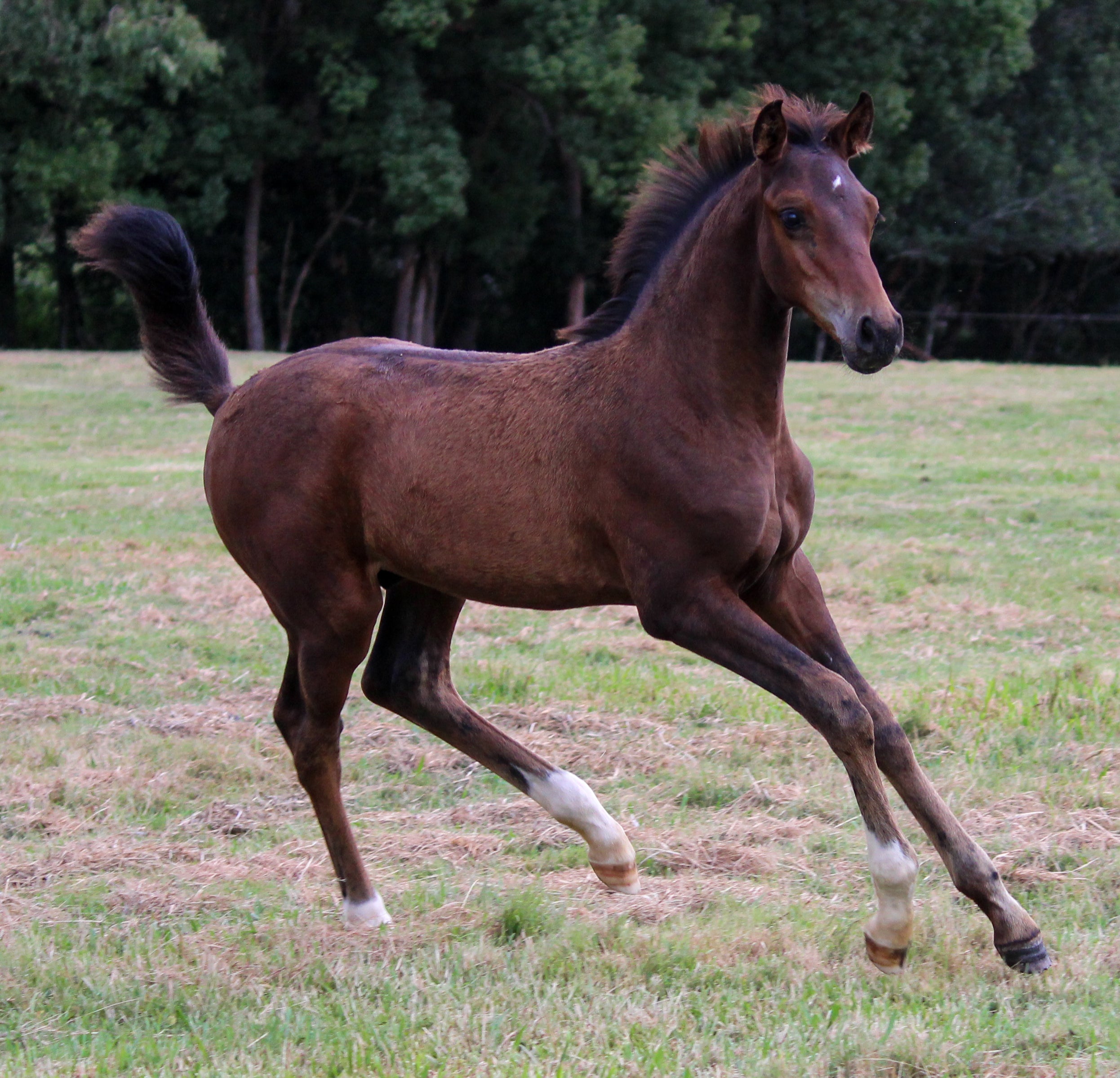 BELLHAVEN INVINCIBLE – Bellhaven Stud