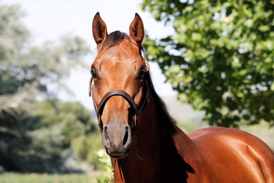BELLHAVEN CATO – Bellhaven Stud