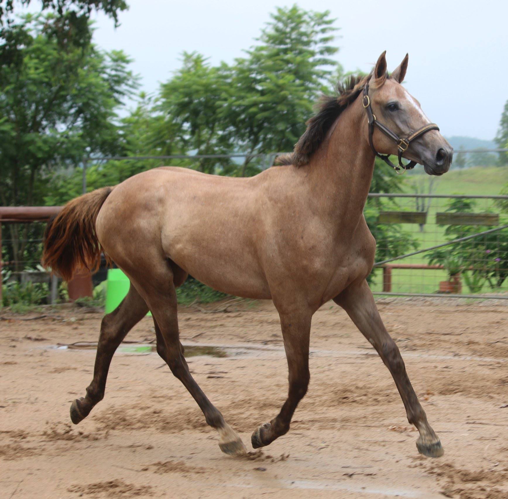 BELLHAVEN CANDY – Bellhaven Stud