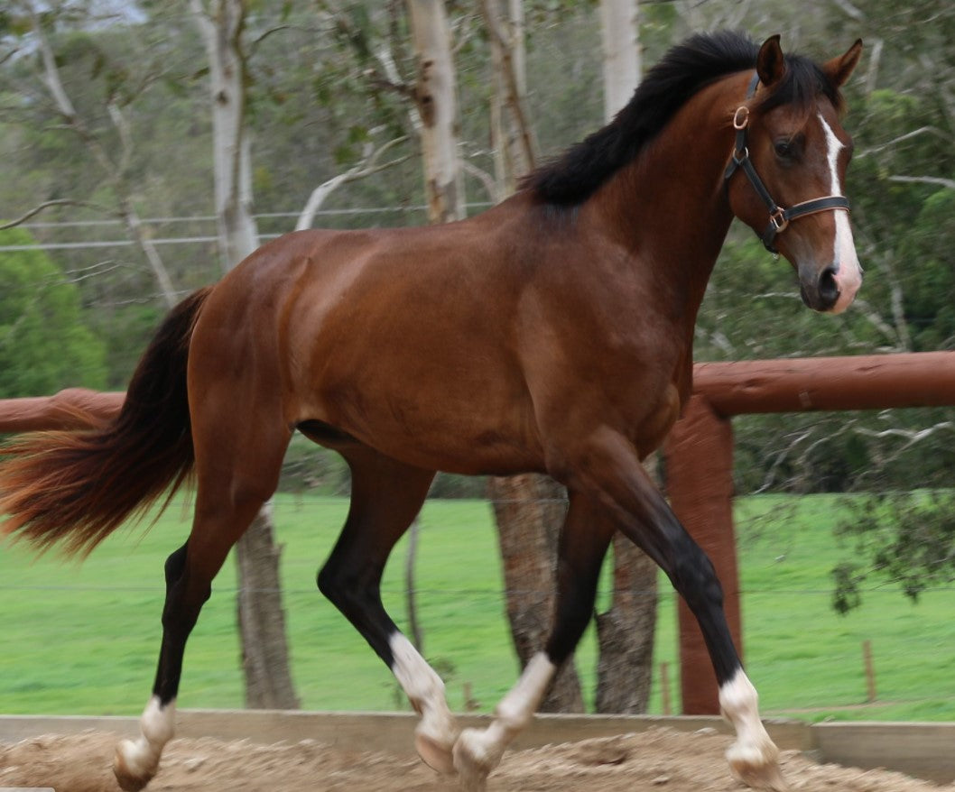 BELLHAVEN SABU – Bellhaven Stud