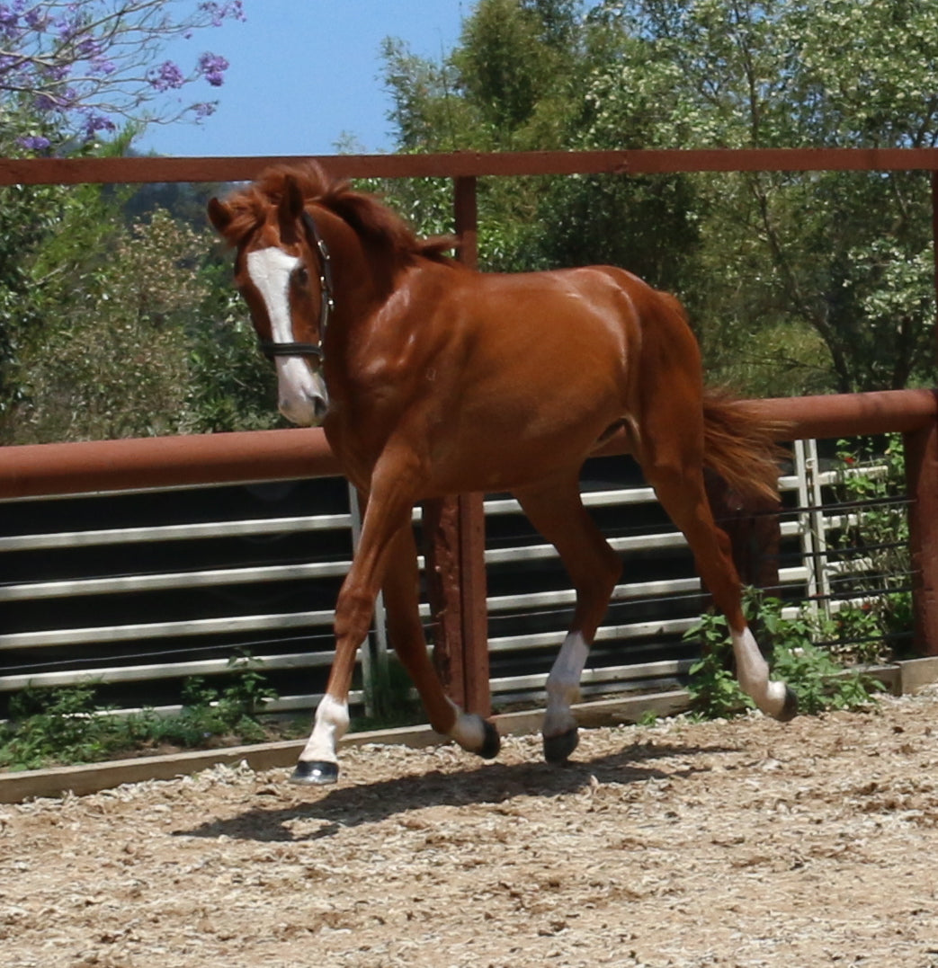 BELLHAVEN DAMASCUS – Bellhaven Stud