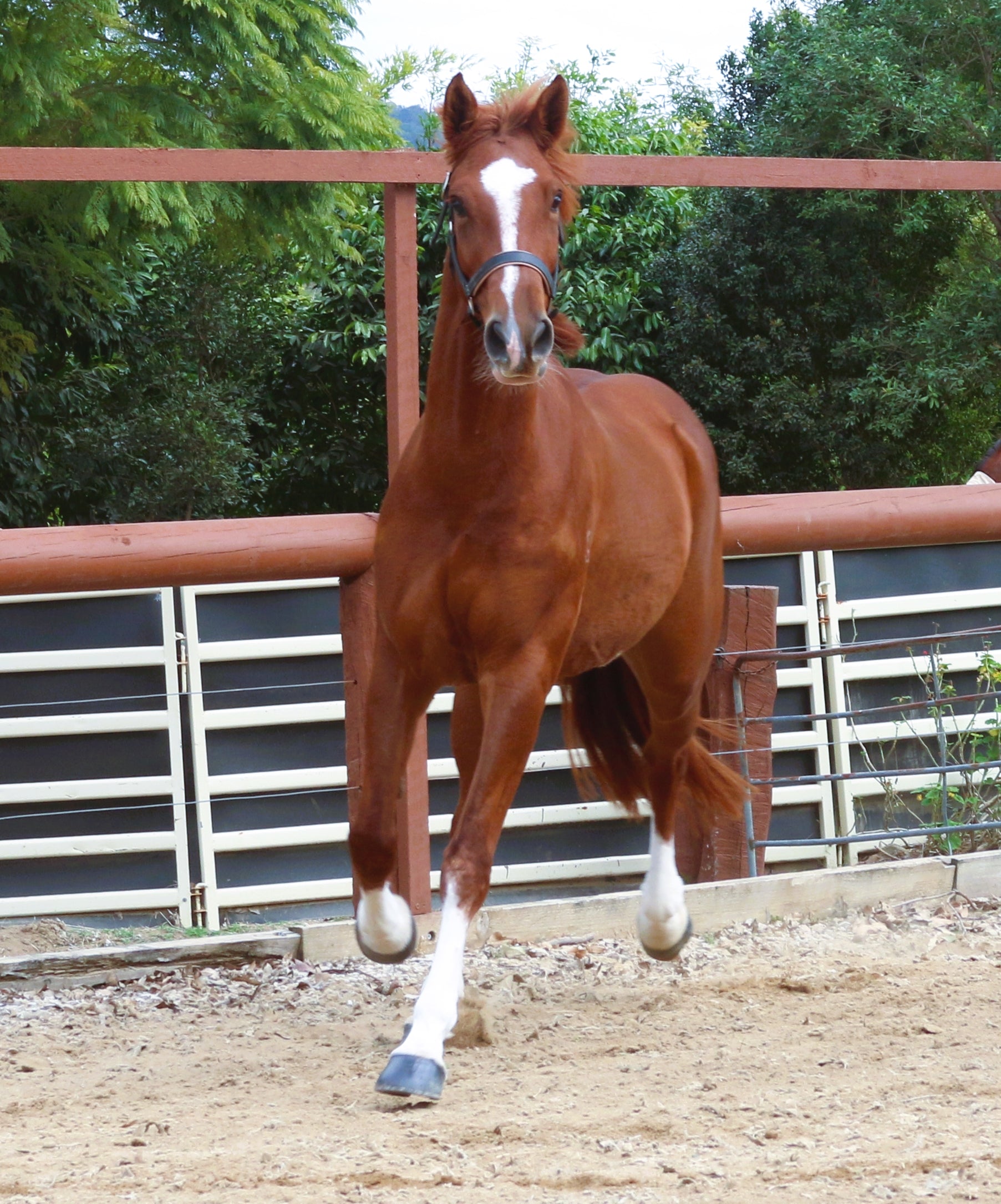 BELLHAVEN BOOM BOOM – Bellhaven Stud