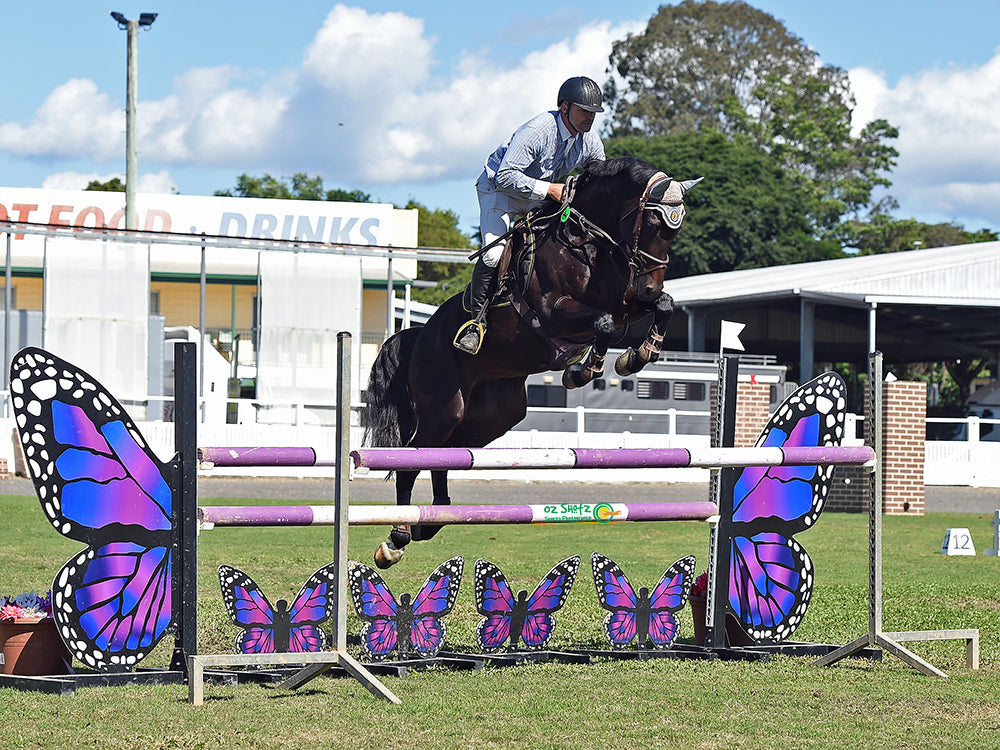 BELLHAVEN BONDI – Bellhaven Stud