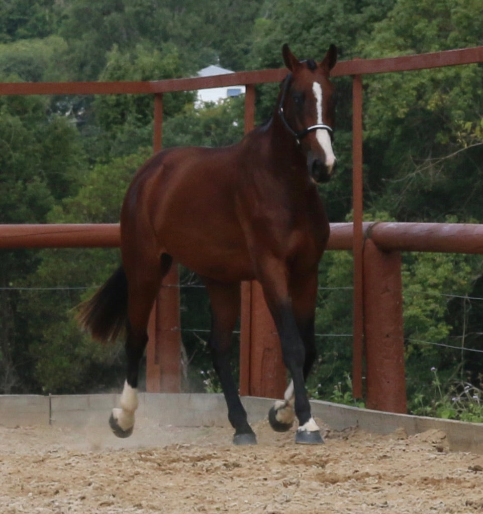 STALLIONS – Bellhaven Stud